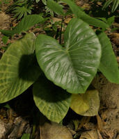 Gardener Trophy • Green Hell • PSNProfiles.com