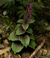 Gardener Trophy • Green Hell • PSNProfiles.com