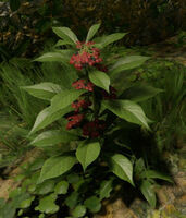 Gardener Trophy • Green Hell • PSNProfiles.com