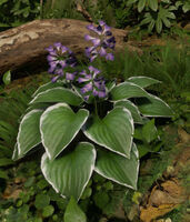 Gardener Trophy • Green Hell • PSNProfiles.com