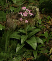 Gardener Trophy • Green Hell • PSNProfiles.com